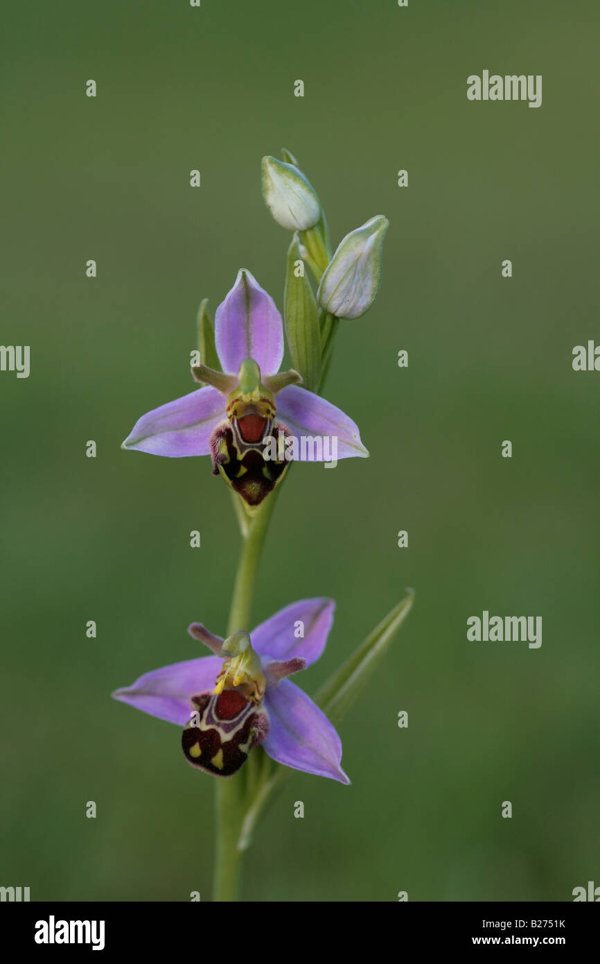 Bee Orchid Ophrys apifera flowers Stock Photo - Alamy