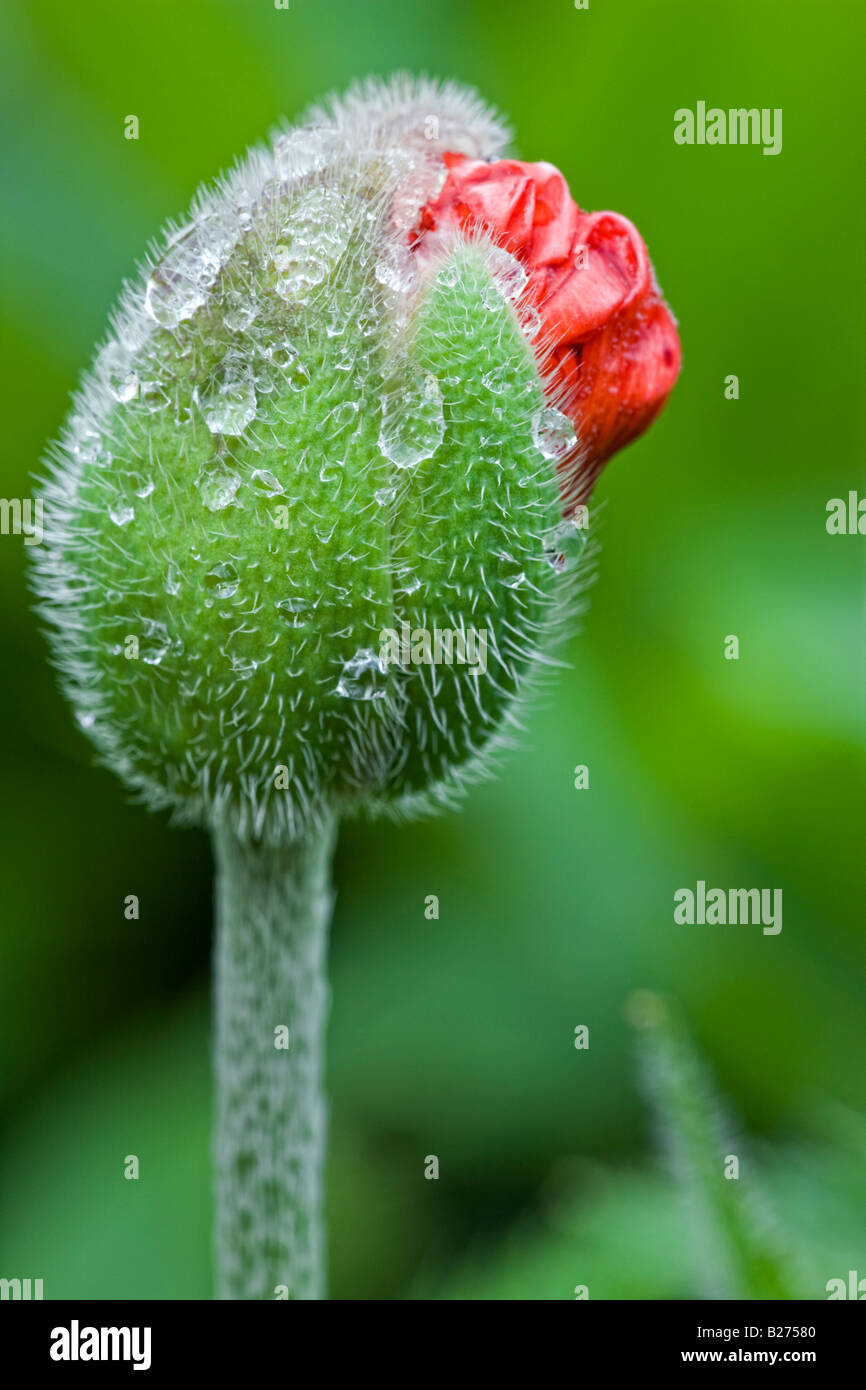 Papaver - bursting bud of a poppy Stock Photo - Alamy