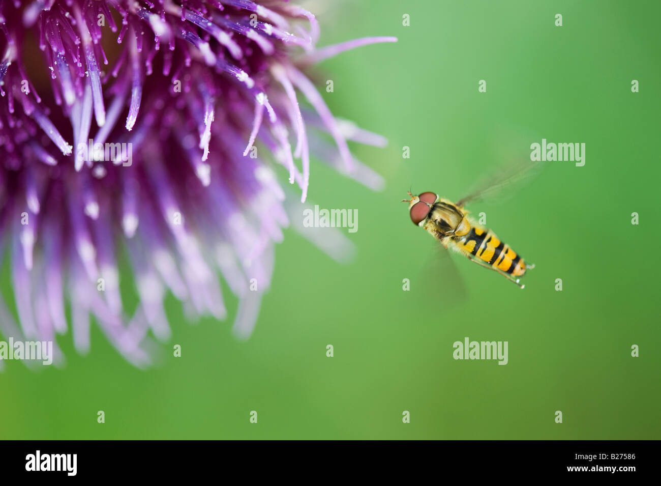 Diptera flying hi-res stock photography and images - Alamy
