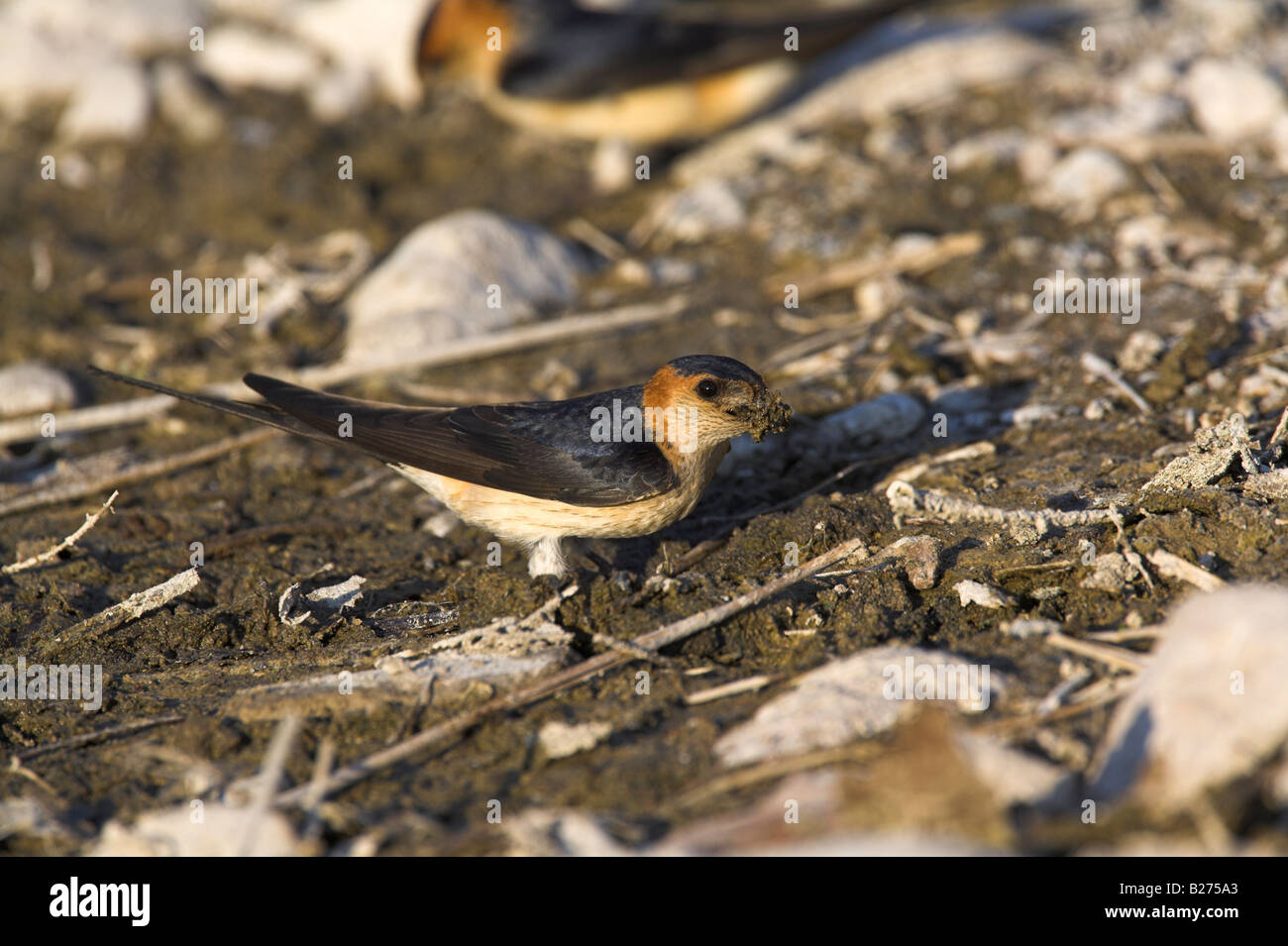 Red-rumped Swallow Hirundo daurica adult collecting nesting material ...