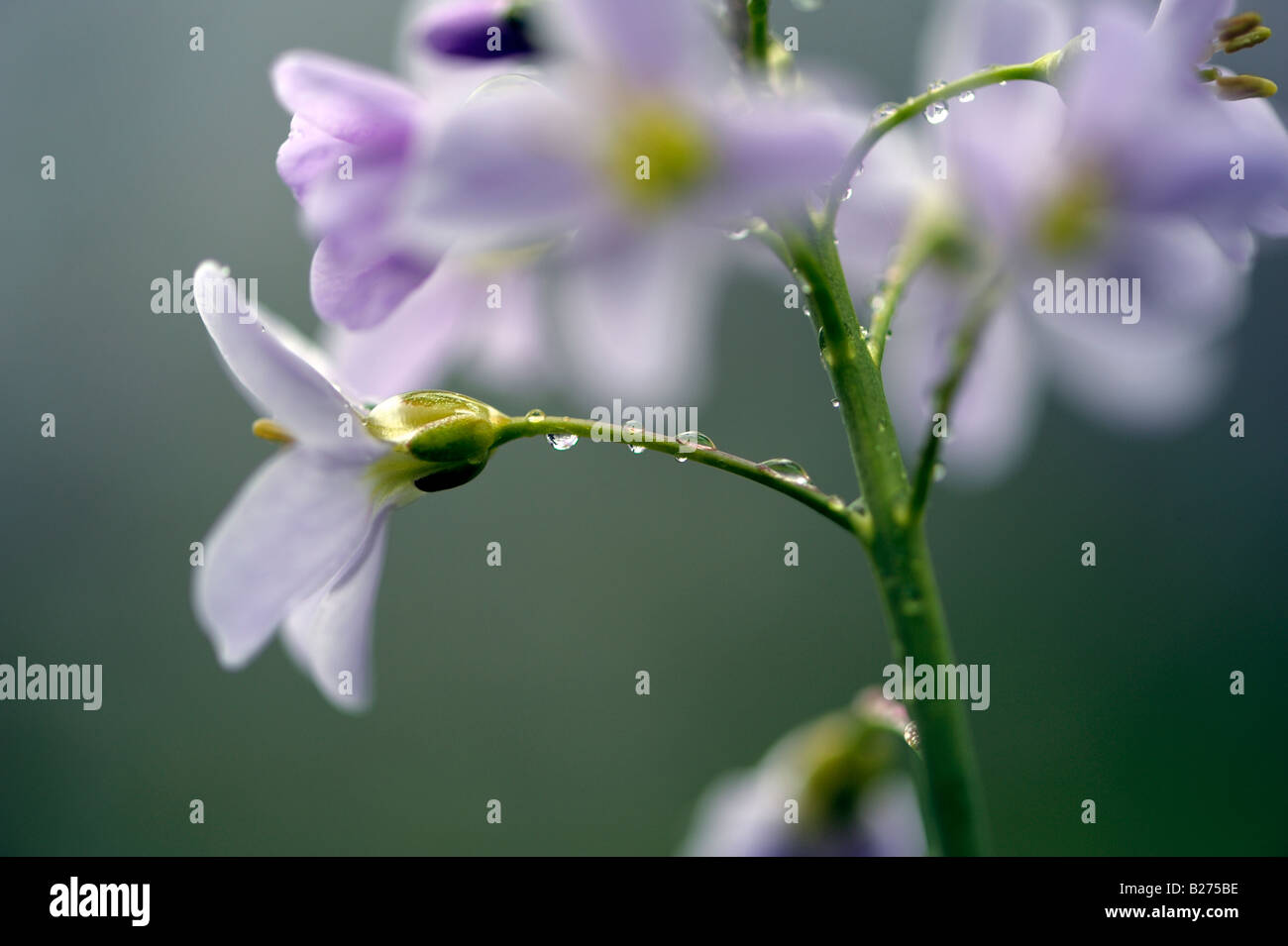 Lady s Smock or Cuckoo Flower Stock Photo - Alamy