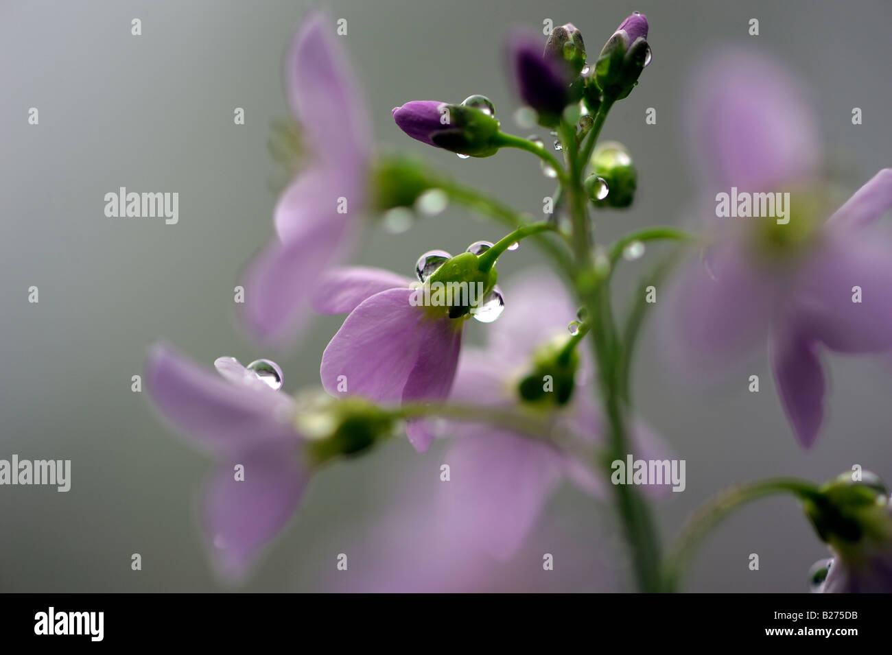 Lady s Smock or Cuckoo Flower Stock Photo - Alamy
