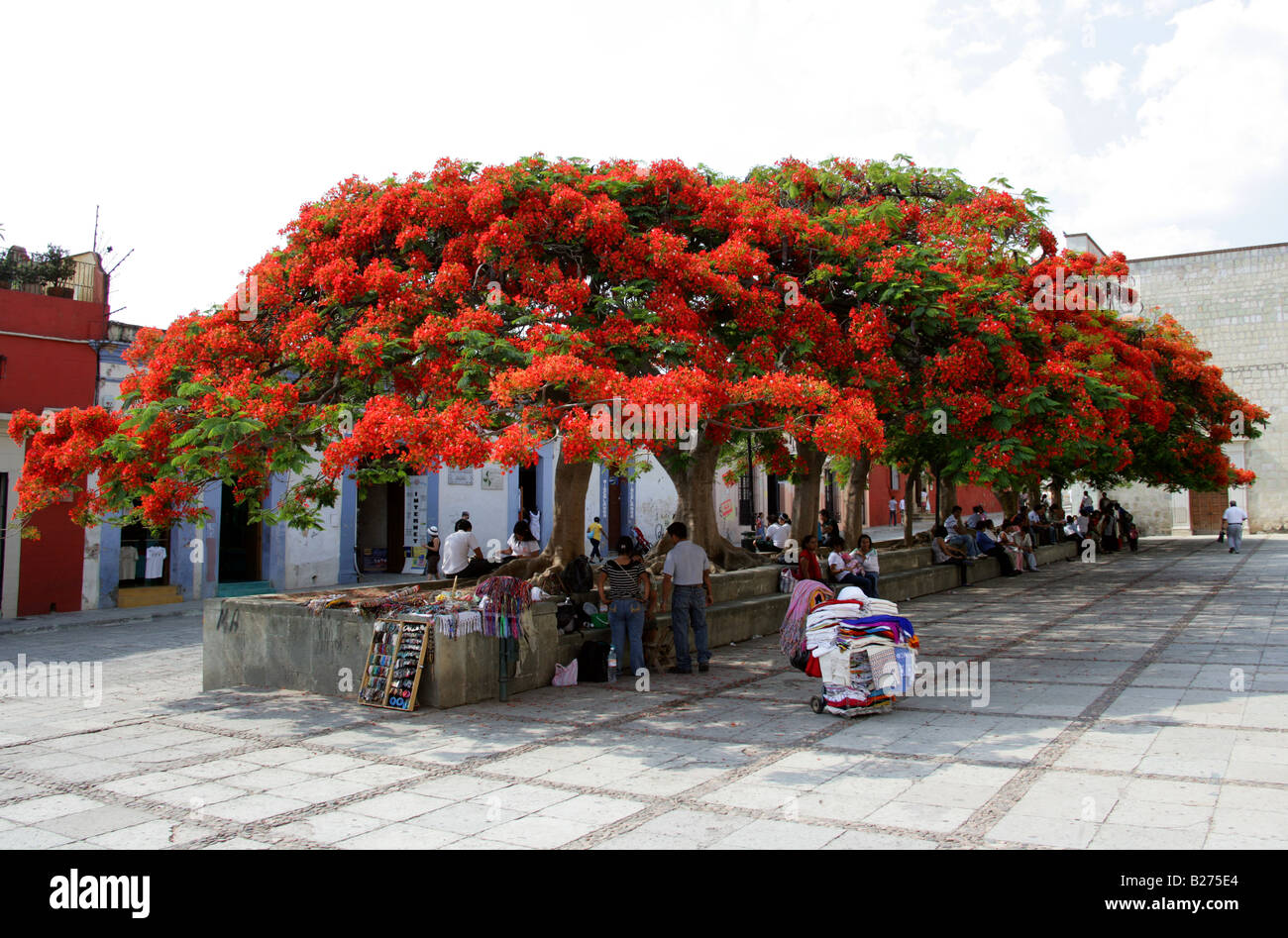 Flame Trees outside the Santo Domingo de Guzman Church, Oaxaca, Mexico ...