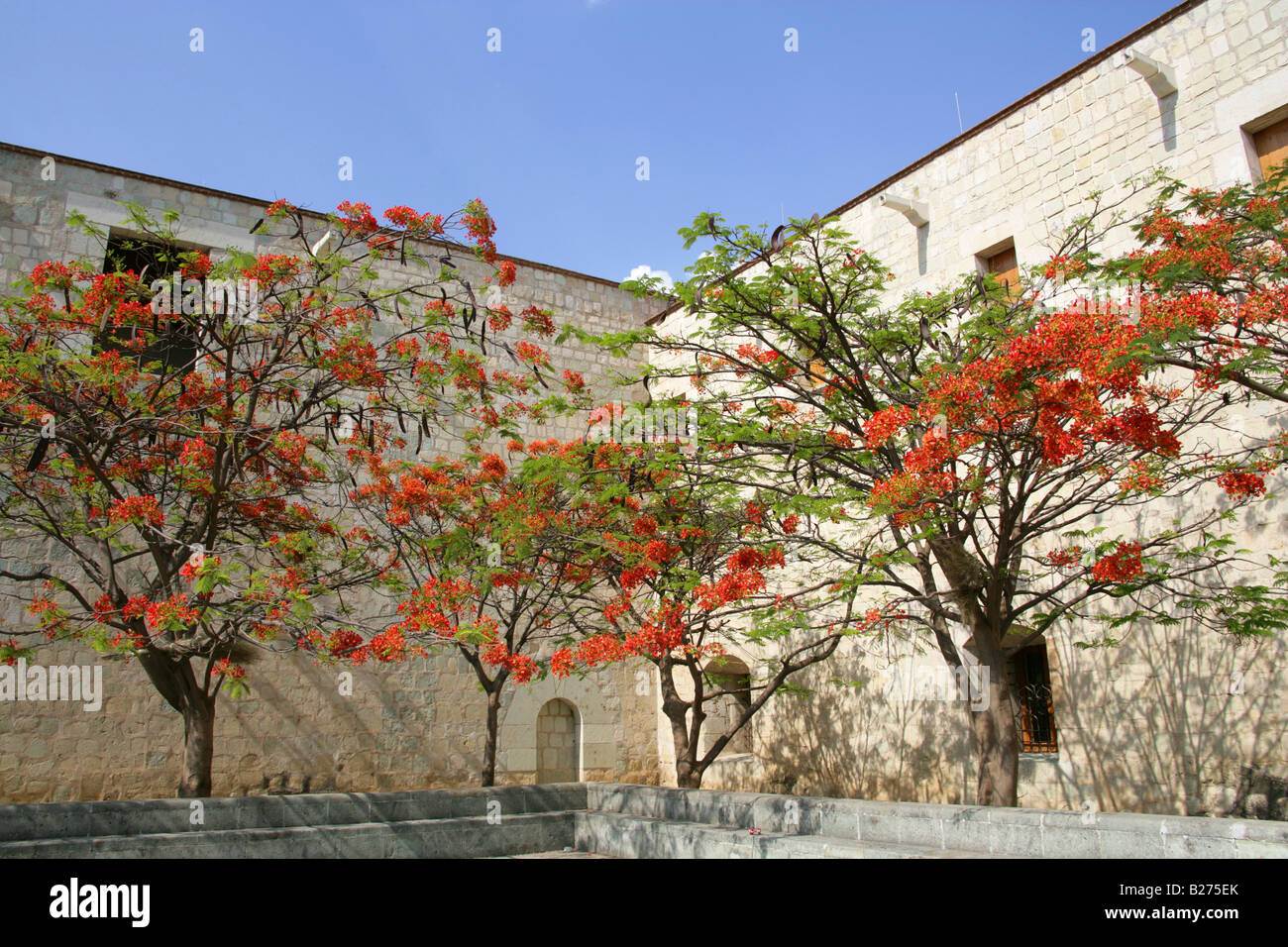 The Royal Poinciana Tree Delonix regia Fabaceae, aka Flame Tree ...