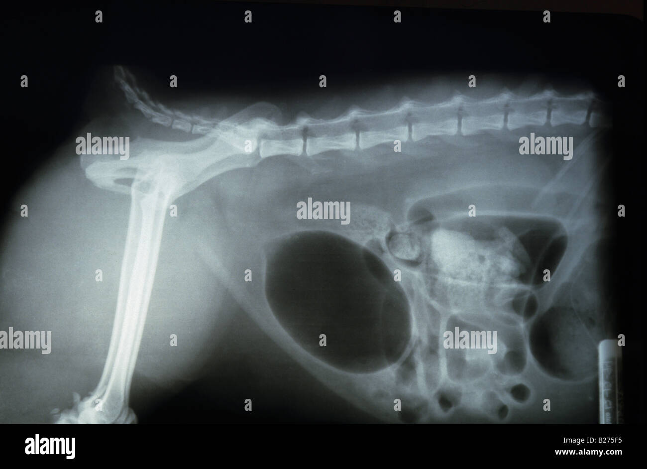 X RAY DOG ABDOMEN LATERAL VIEW Stock Photo - Alamy X RAY DOG ABDOMEN LATERAL VIEW Stock Photo - Alamy