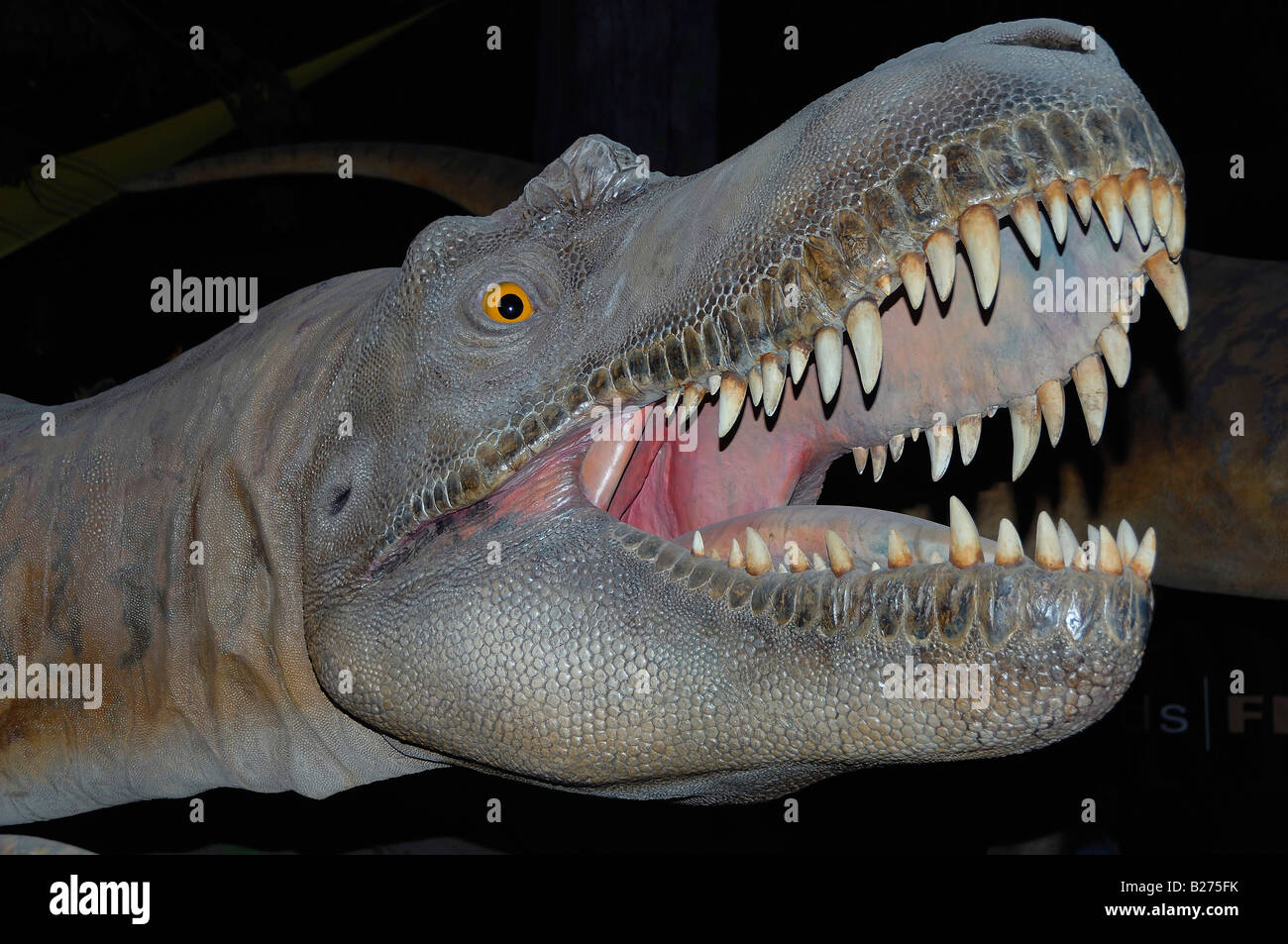 Restoration of an Albertosaurus dinosaur at The Royal Tyrrell Museum at ...