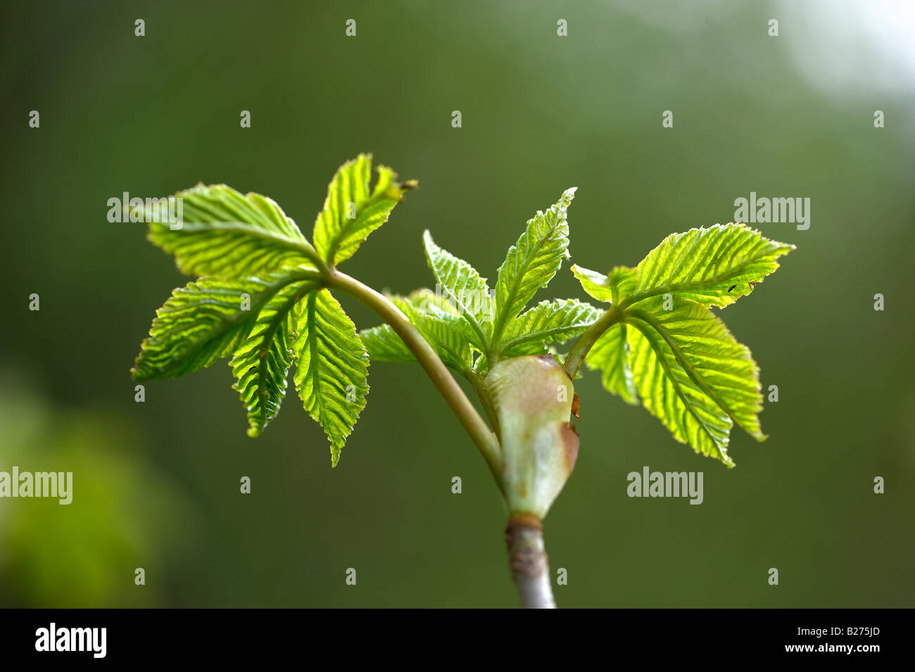 Spring Emerging Flower And Leaf High Resolution Stock Photography and ...