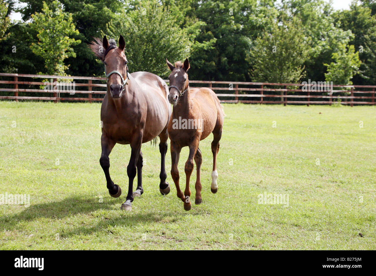 Foal and Mare in a paddock on a Stud Farm for race horses in Suffolk ...