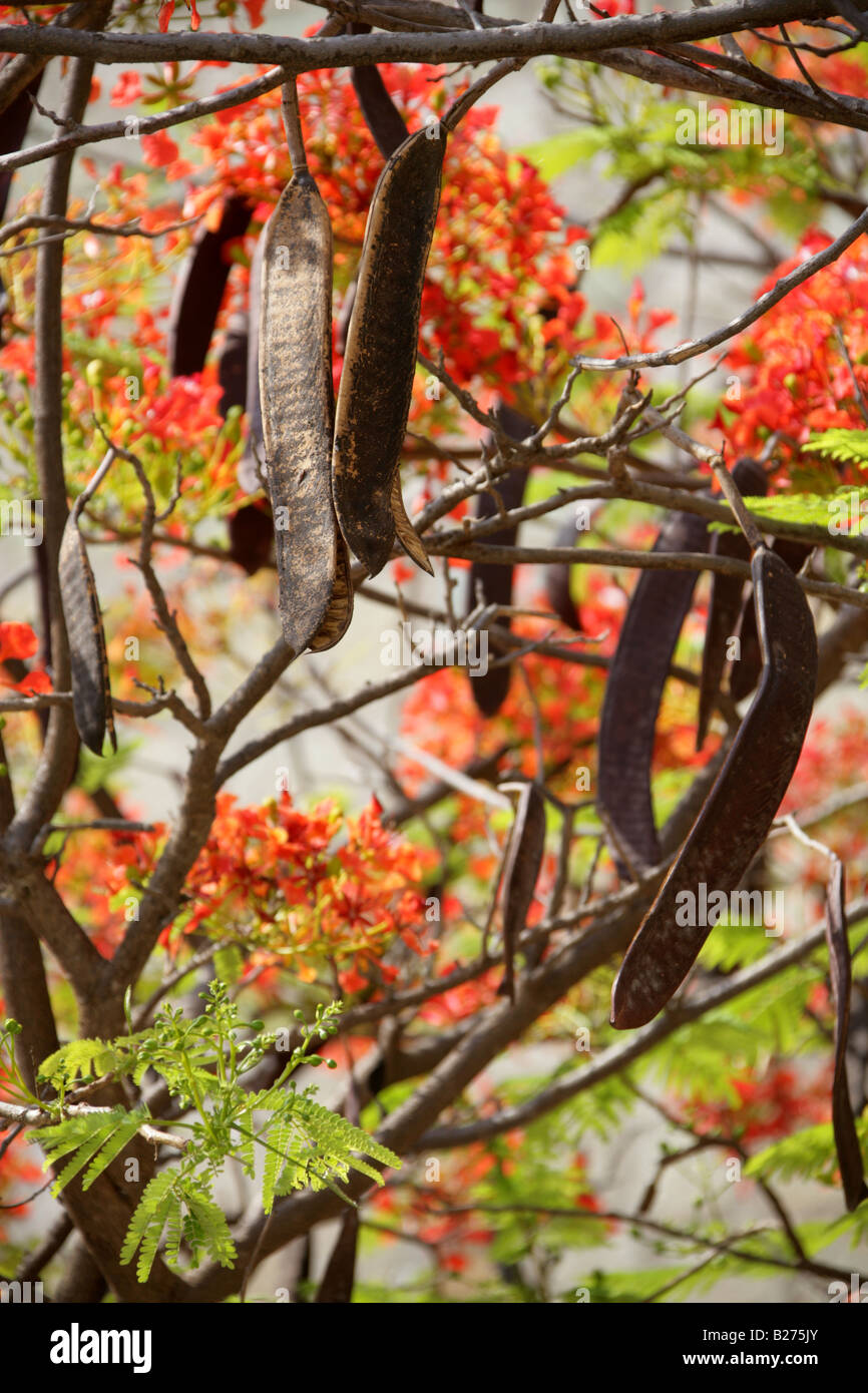 The Royal Poinciana Tree Delonix regia Fabaceae, aka Flame Tree ...