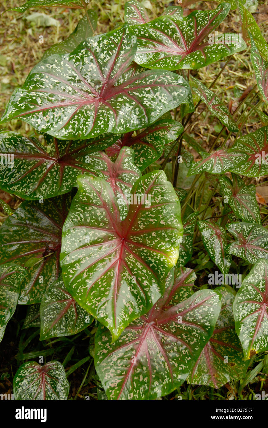 strange tropical crawling plant , phuket , thailand Stock Photo - Alamy