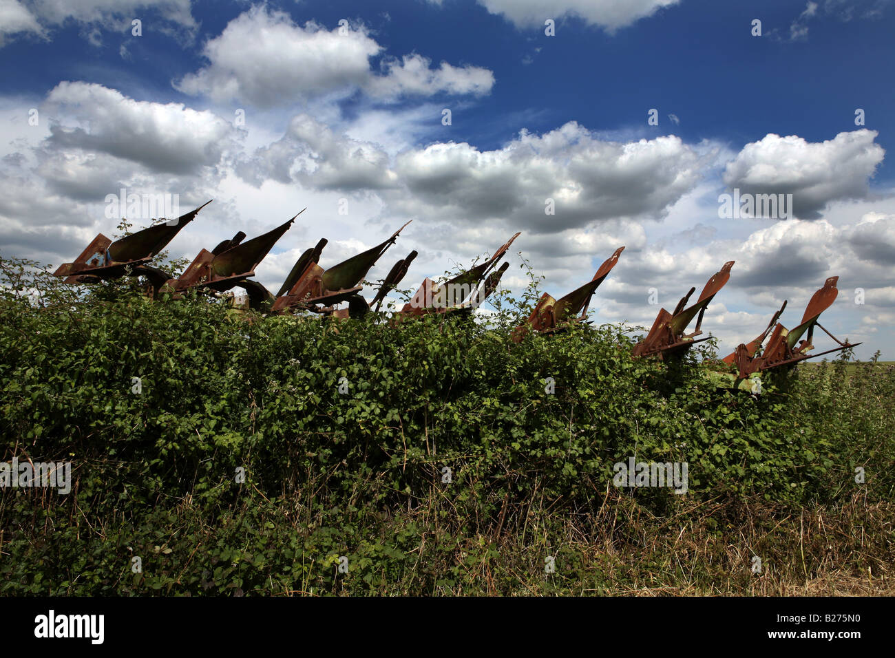 An old plough rusting in overgrowth in a field in suffolk Local Caption ...