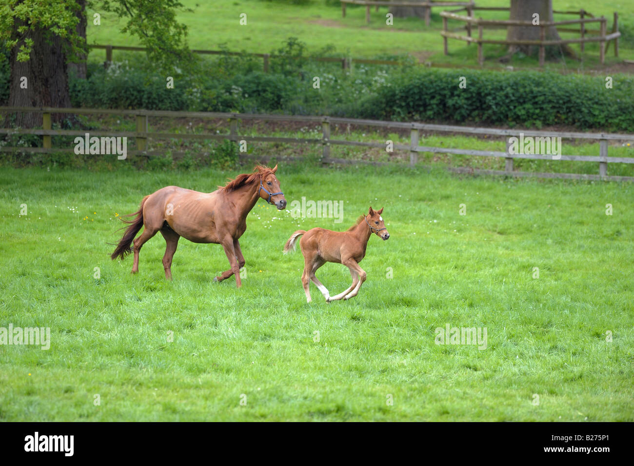 Young horse running hi-res stock photography and images - Alamy