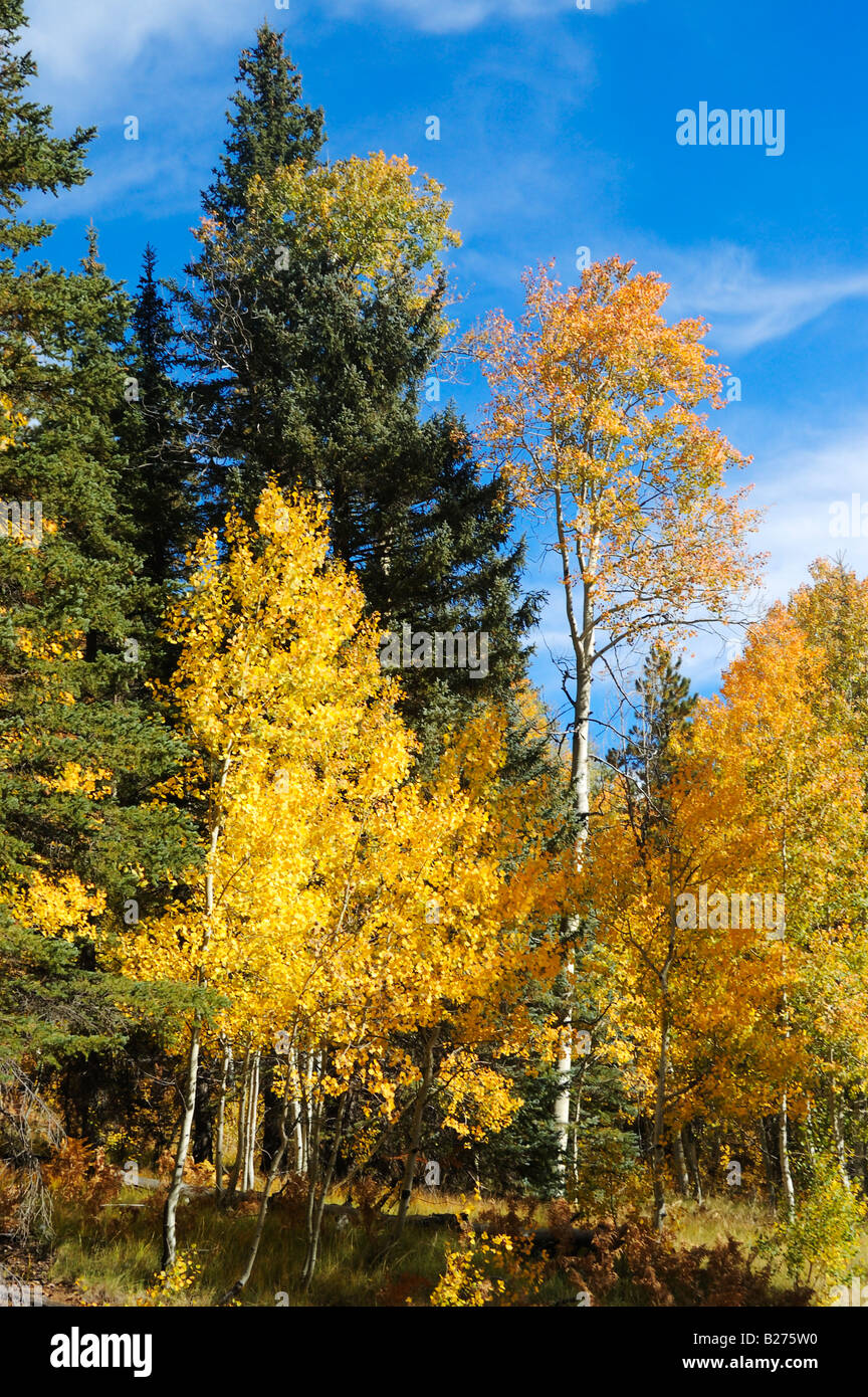 2454 hi-res stock photography and images - Alamy