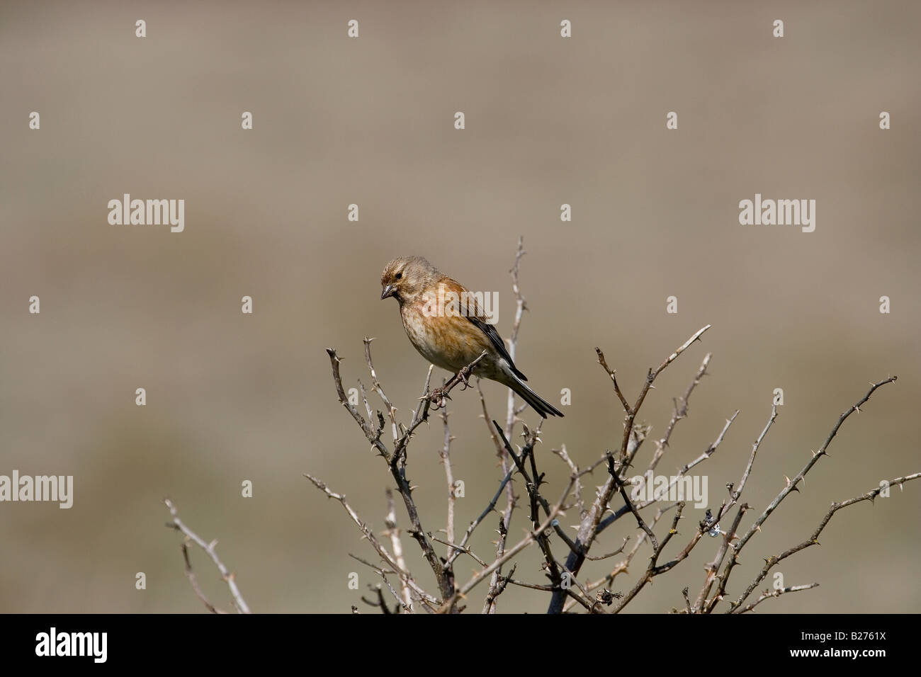 Female linnet hi-res stock photography and images - Alamy