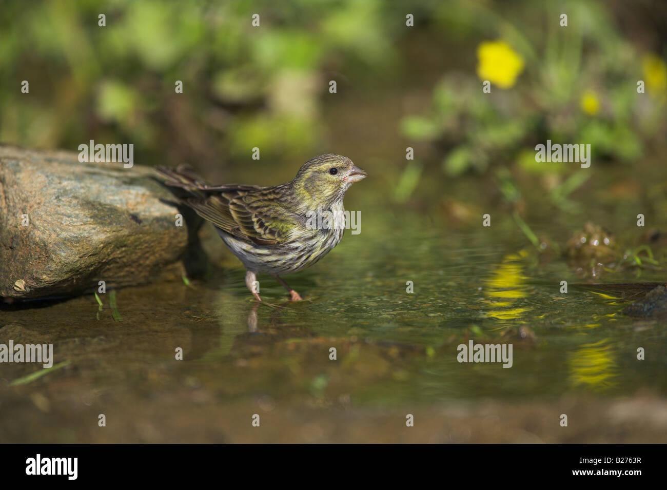 Female serin hi-res stock photography and images - Alamy