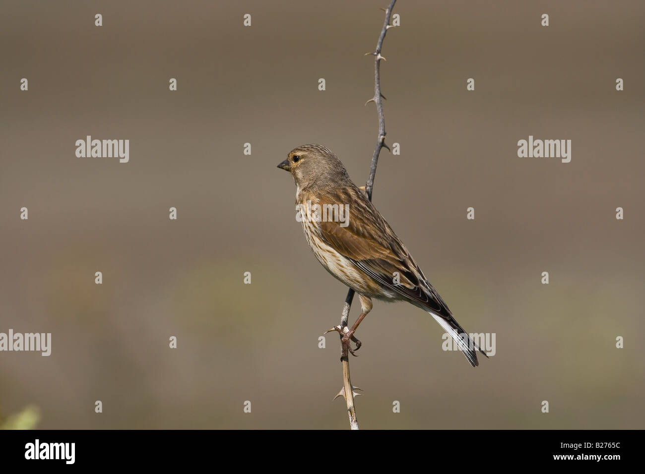 Female linnet hi-res stock photography and images - Alamy