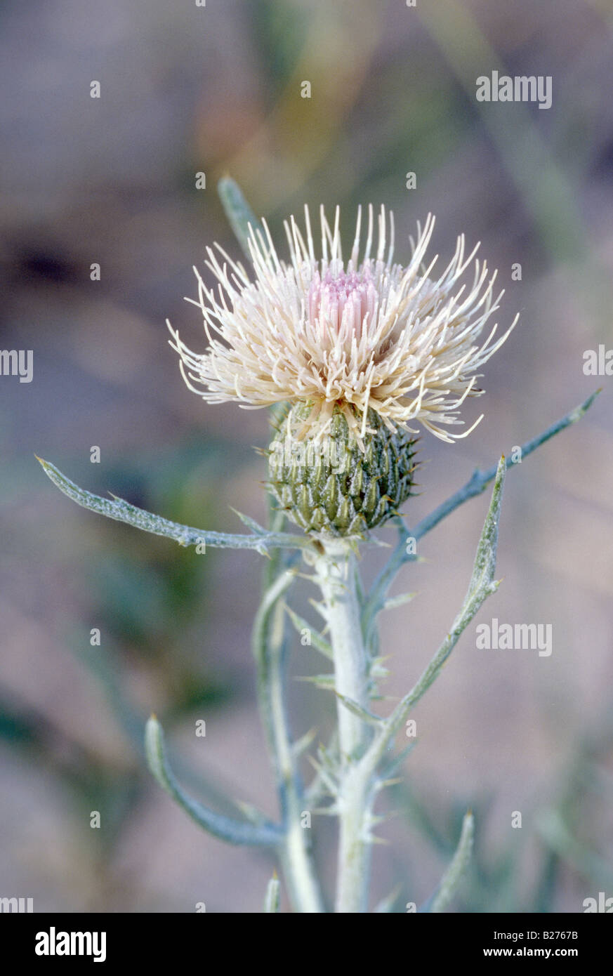 Pitcher's Thistle, Cirsium pitcheri Stock Photo - Alamy