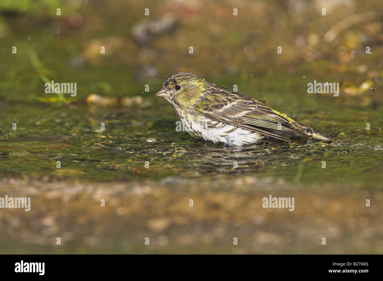 European serin serinus serinus bathing hi-res stock photography and ...