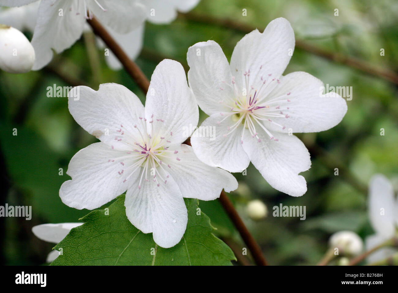 Hoheria hi-res stock photography and images - Alamy