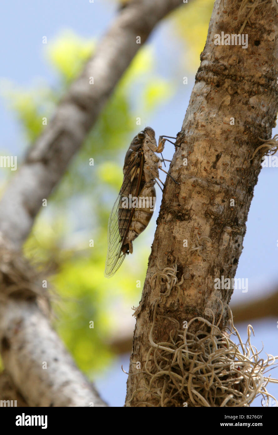 Cicada in an Acacia Tree, Monte Alban, near Oaxaca City, Oaxaca, Mexico ...