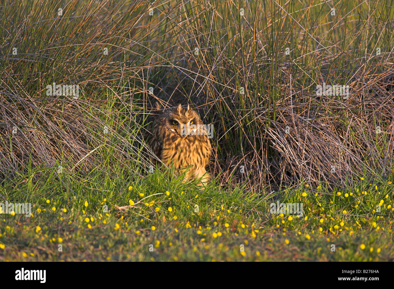 Tussocky grassland hi-res stock photography and images - Alamy