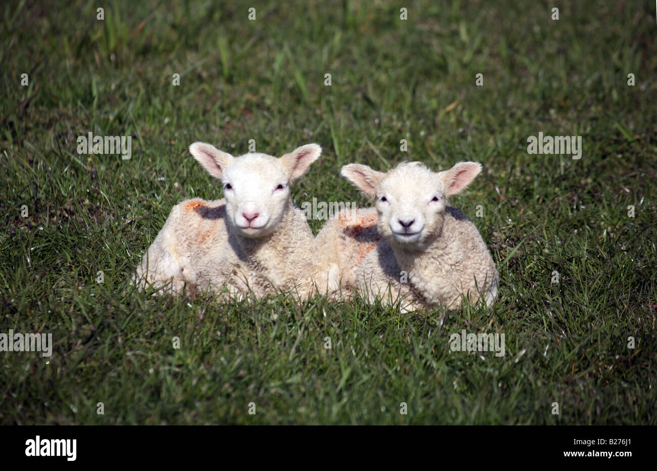 Born in the borders hi-res stock photography and images - Alamy