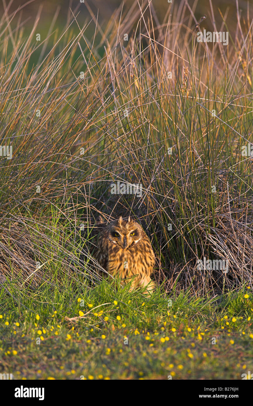 Short-eared Owl Asio flammeus roosting amongst tussocky grassland at ...