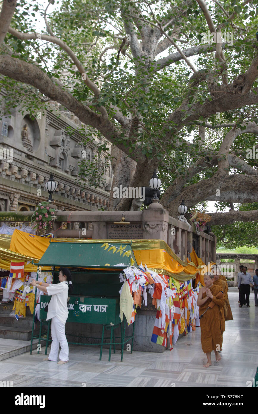 A buddhist monks pray under Bodhi tree in Bodhgaya, Bihar state , India ...