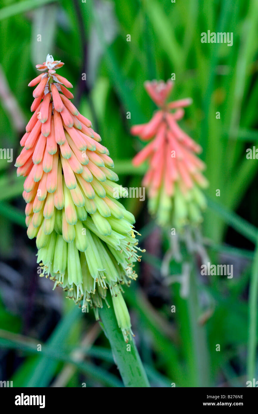 KNIPHOFIA HIRSUTA FIRE DANCE Stock Photo - Alamy