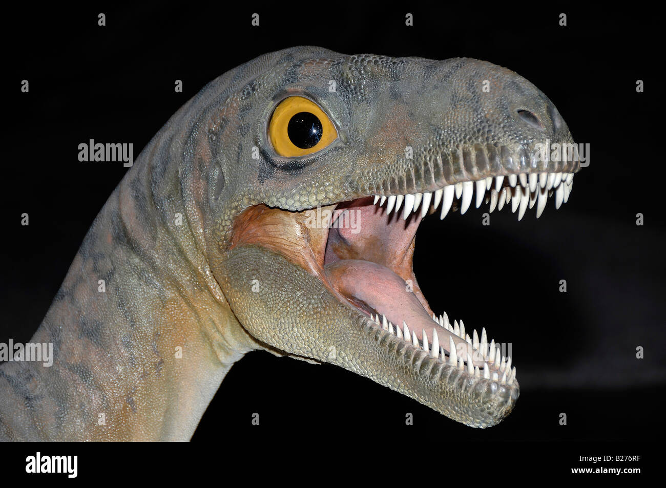 Albertosaurus albertosaurus hi-res stock photography and images - Alamy
