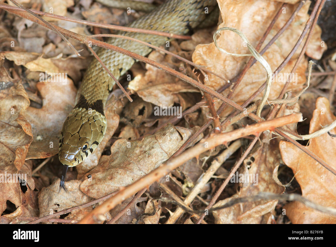 Adult Grass Snake in leaf litter Flicking Tongue (Natrix natrix Stock ...