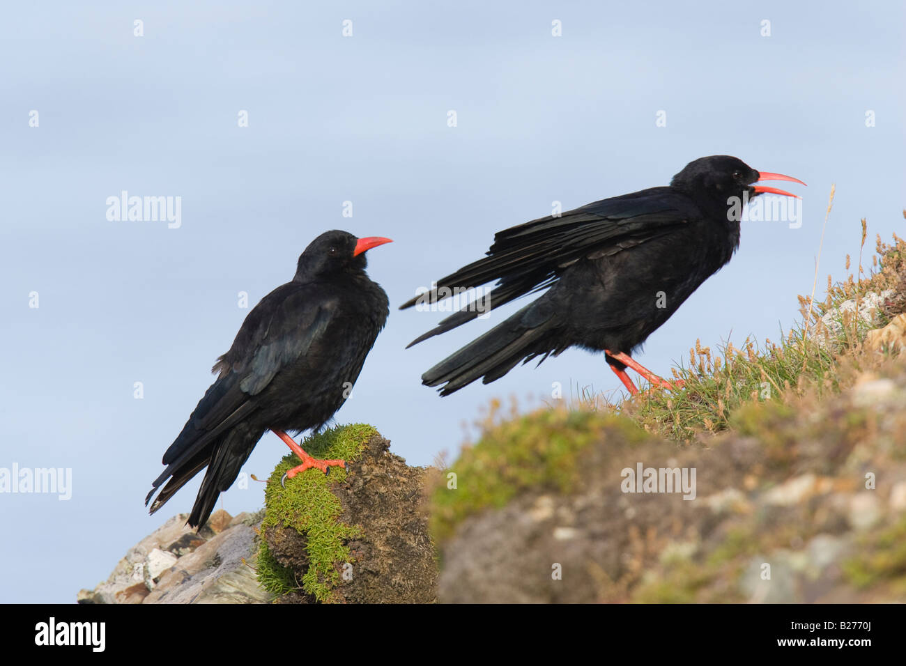 Red legged crow hi-res stock photography and images - Alamy