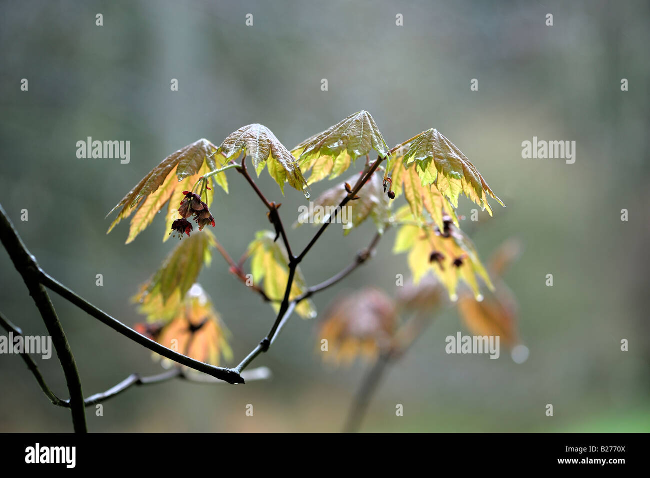 New spring leaves and flowers on a Downy Japanese Maple tree Stock ...