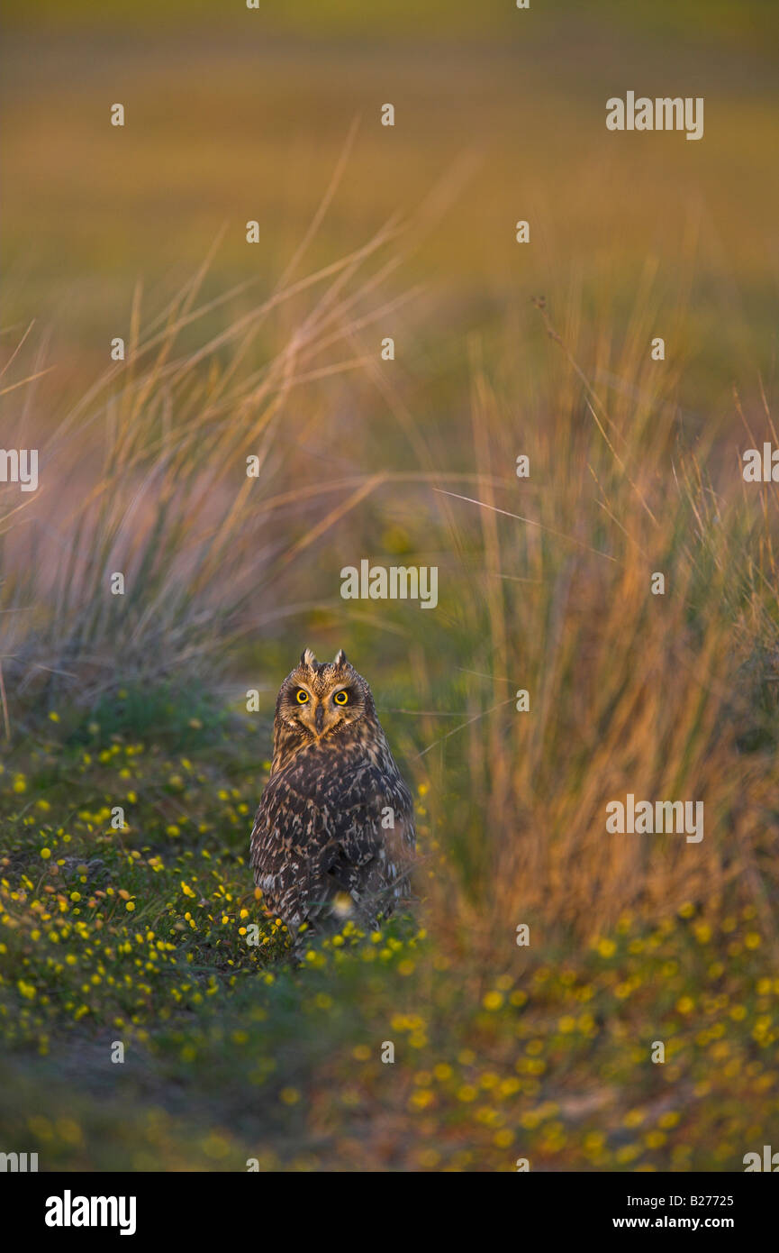 Short-eared Owl Asio flammeus looking ahead amongst tussocky grassland ...
