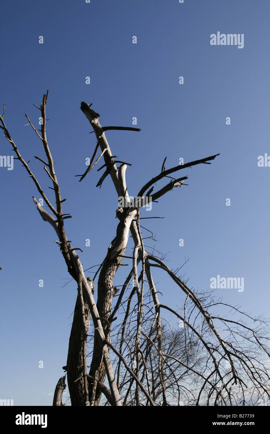 tree tops damaged in storm in woods in country Stock Photo - Alamy