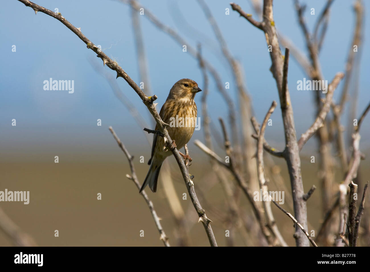 Female linnet hi-res stock photography and images - Alamy