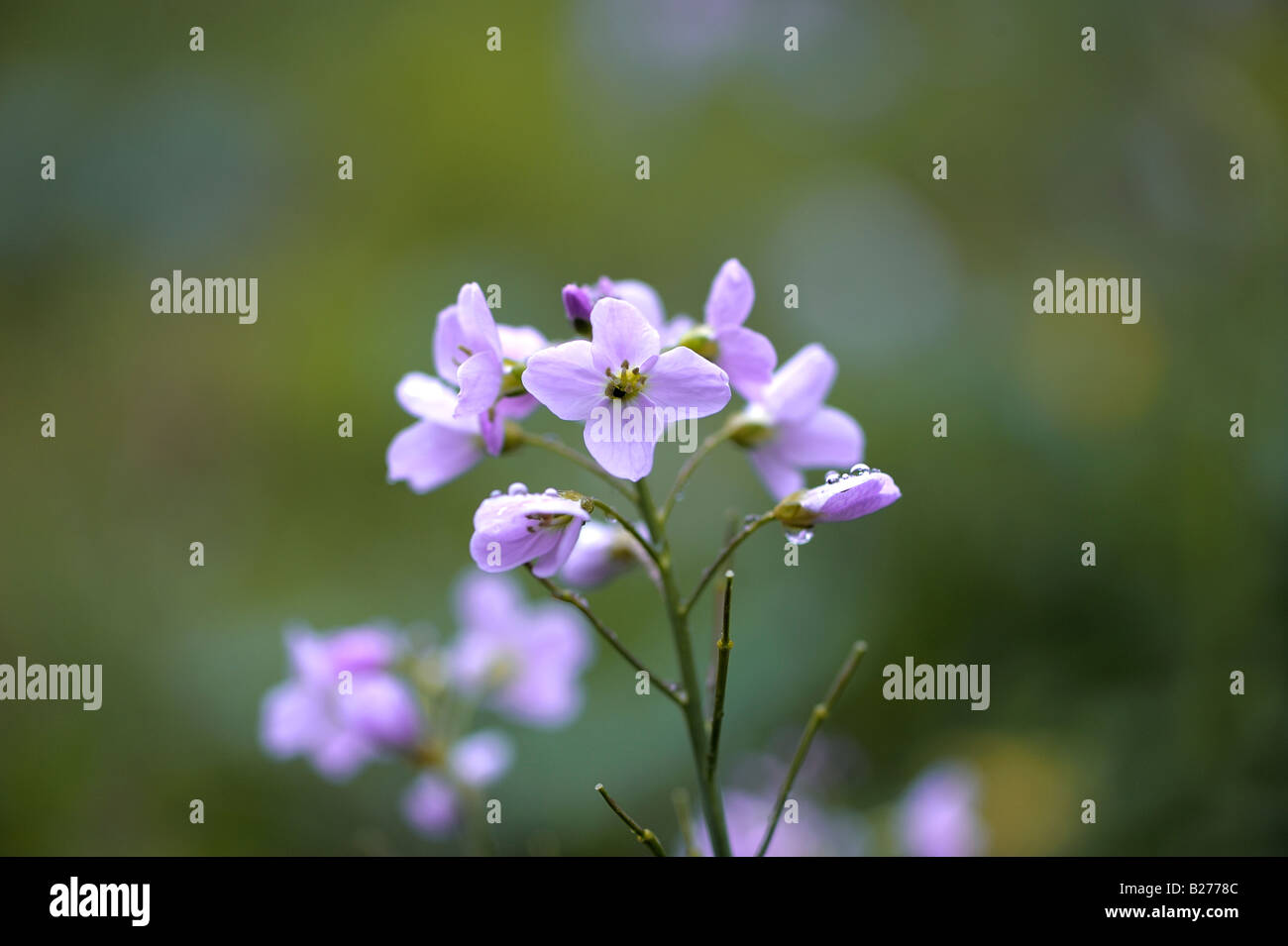 Lady s Smock or Cuckoo Flower Stock Photo - Alamy