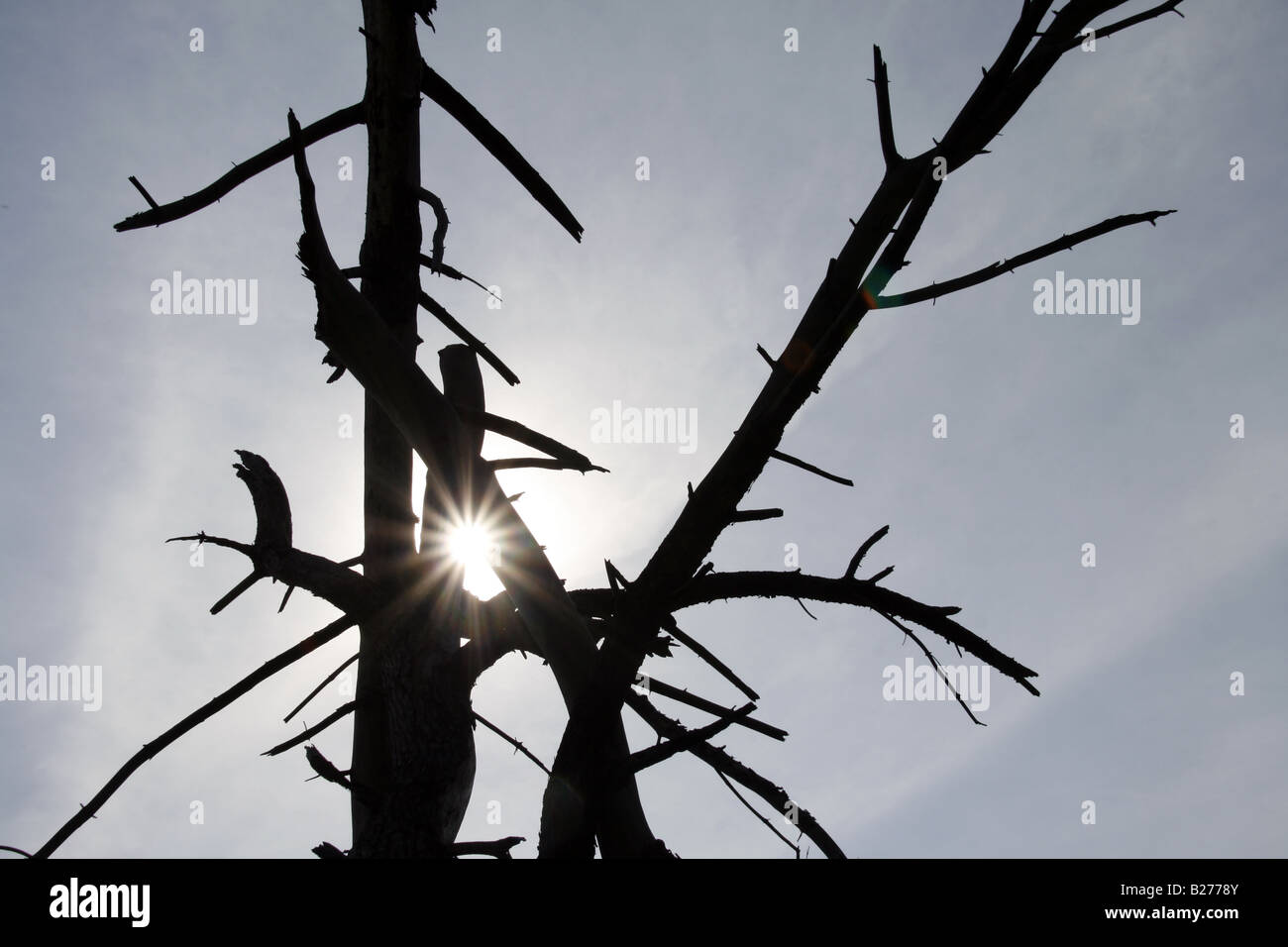 tree tops damaged in storm in woods in country Stock Photo - Alamy