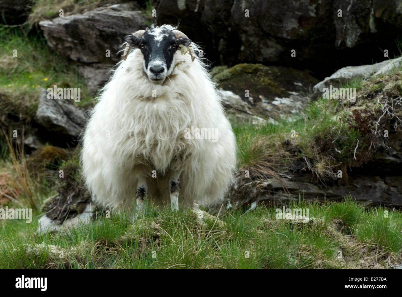 Horned wooly sheep hi-res stock photography and images - Alamy