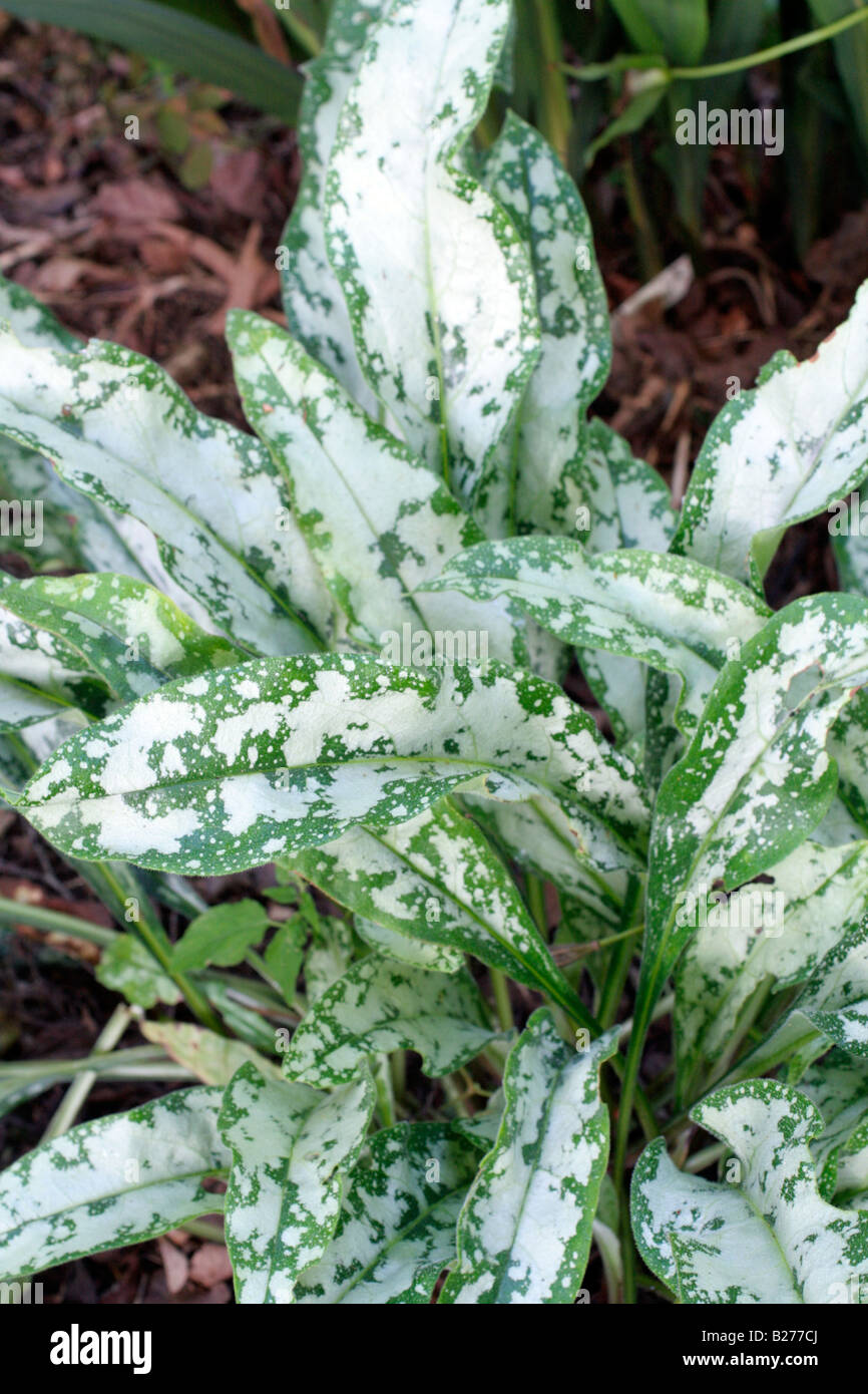PULMONARIA MARGERY FISH AGM FOLIAGE IN MIDSUMMER Stock Photo - Alamy