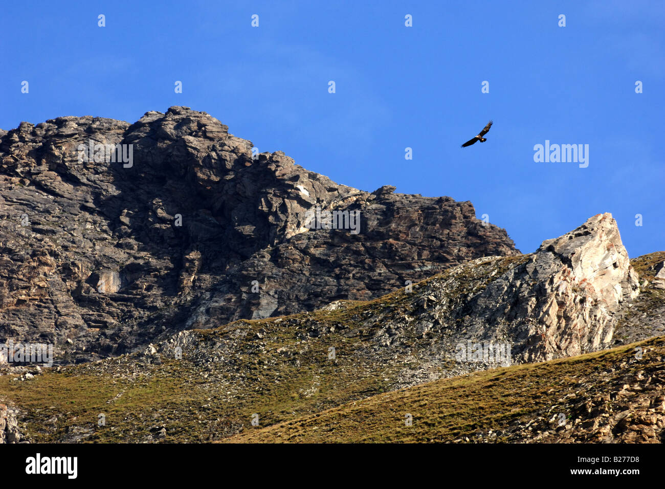 aquila reale Aquila chrysaetos uccelli in volo vallone dell'Urtier ...