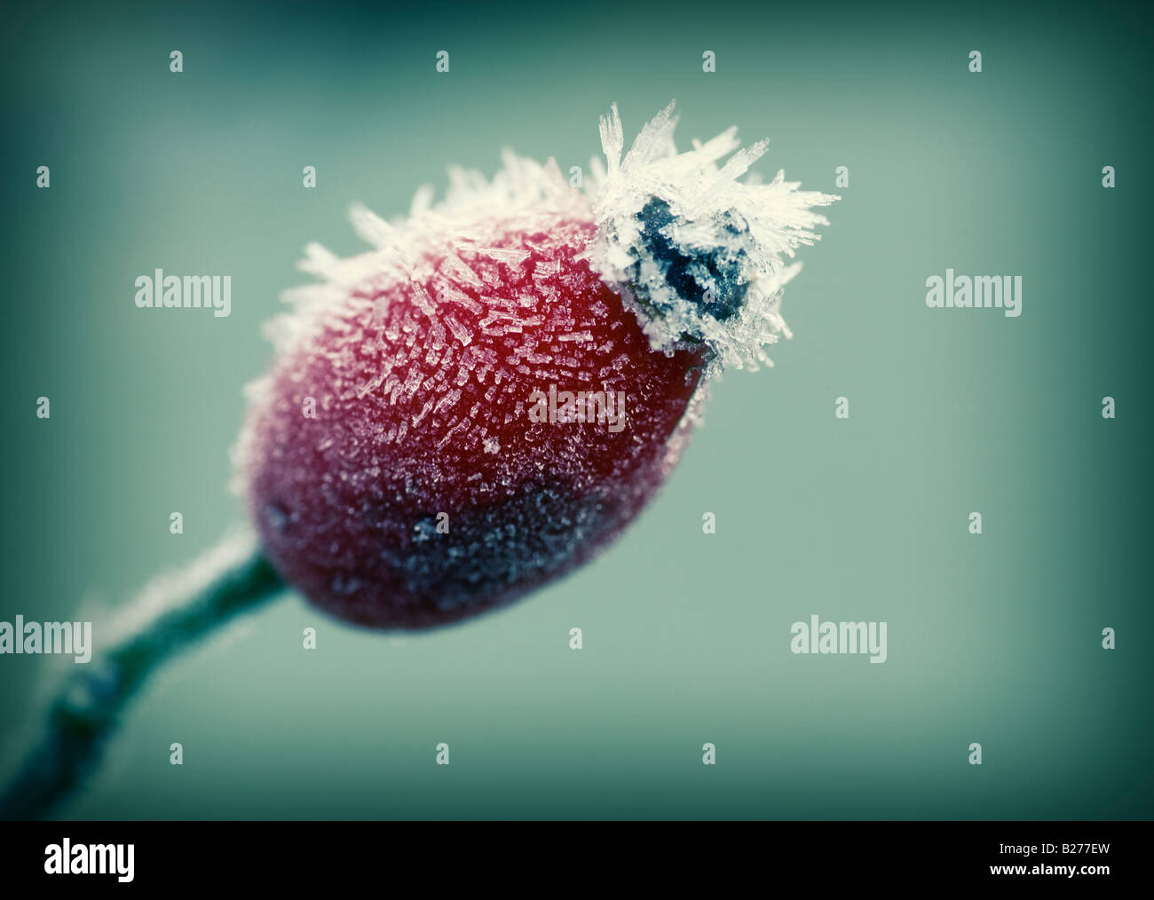 Rosa canina rose hip hi-res stock photography and images - Alamy