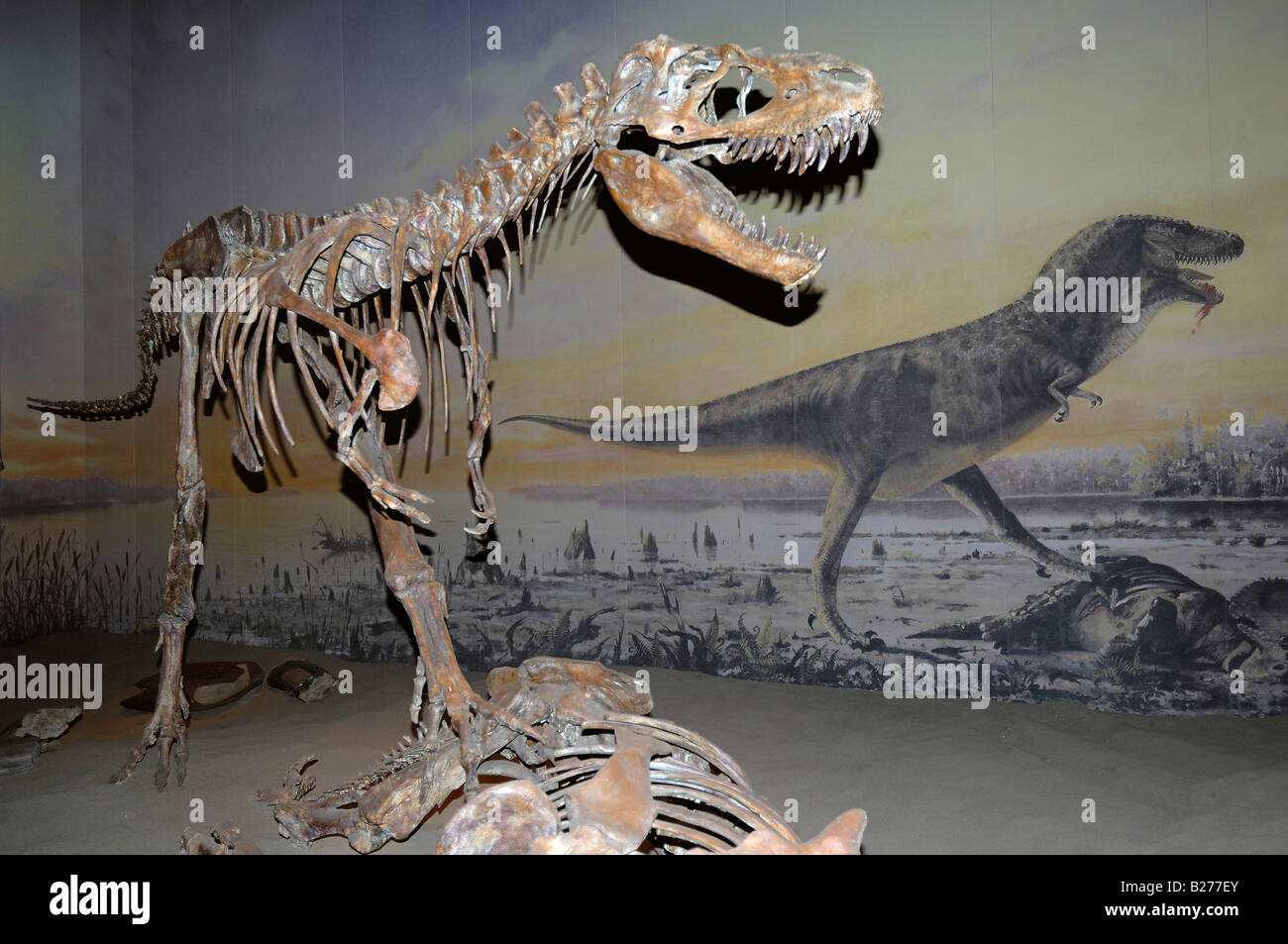 Horizontal format of skeleton of an Albertosaurus dinosaur at The Royal ...