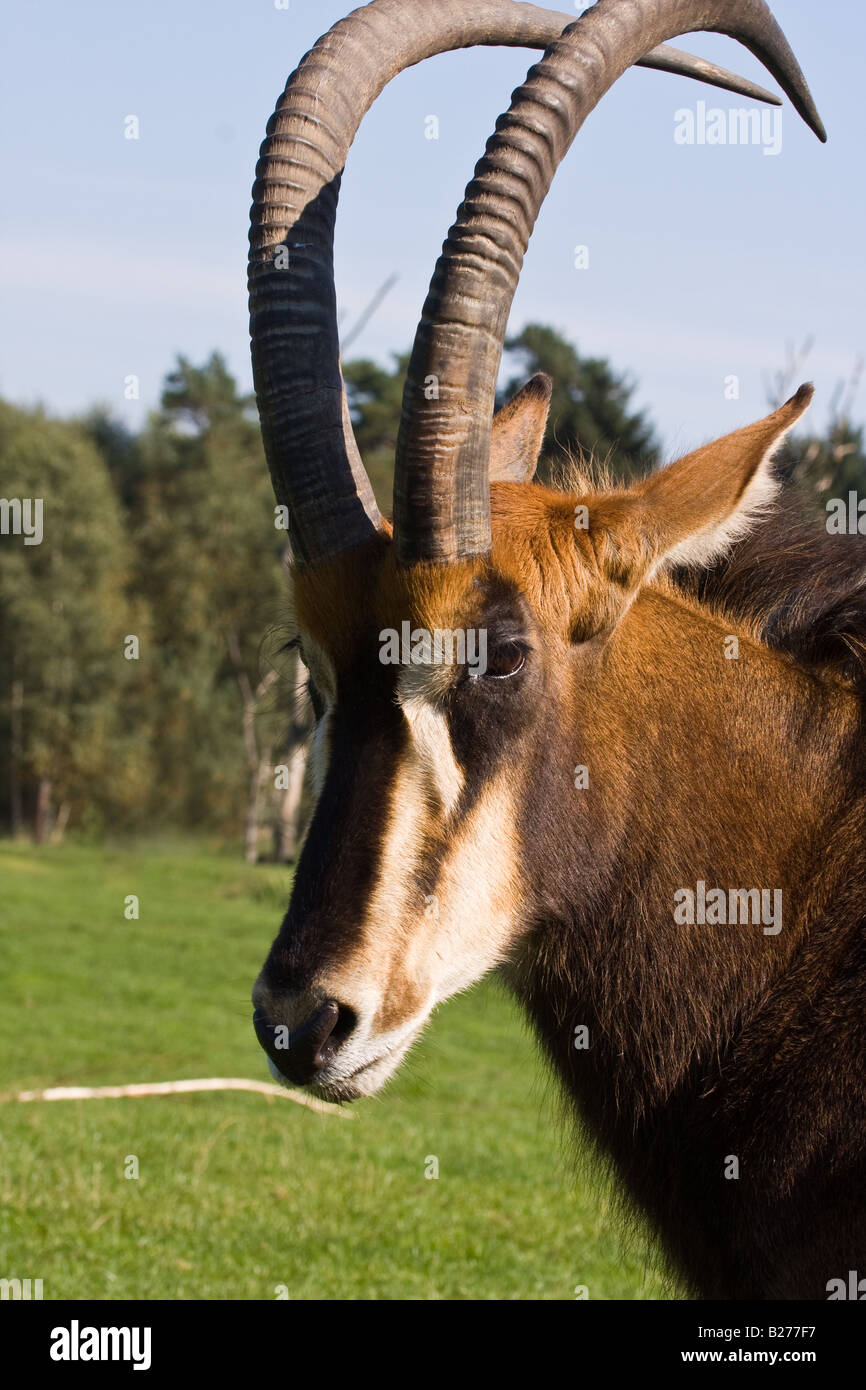 Sable Antelope - Hippotragus niger Stock Photo - Alamy