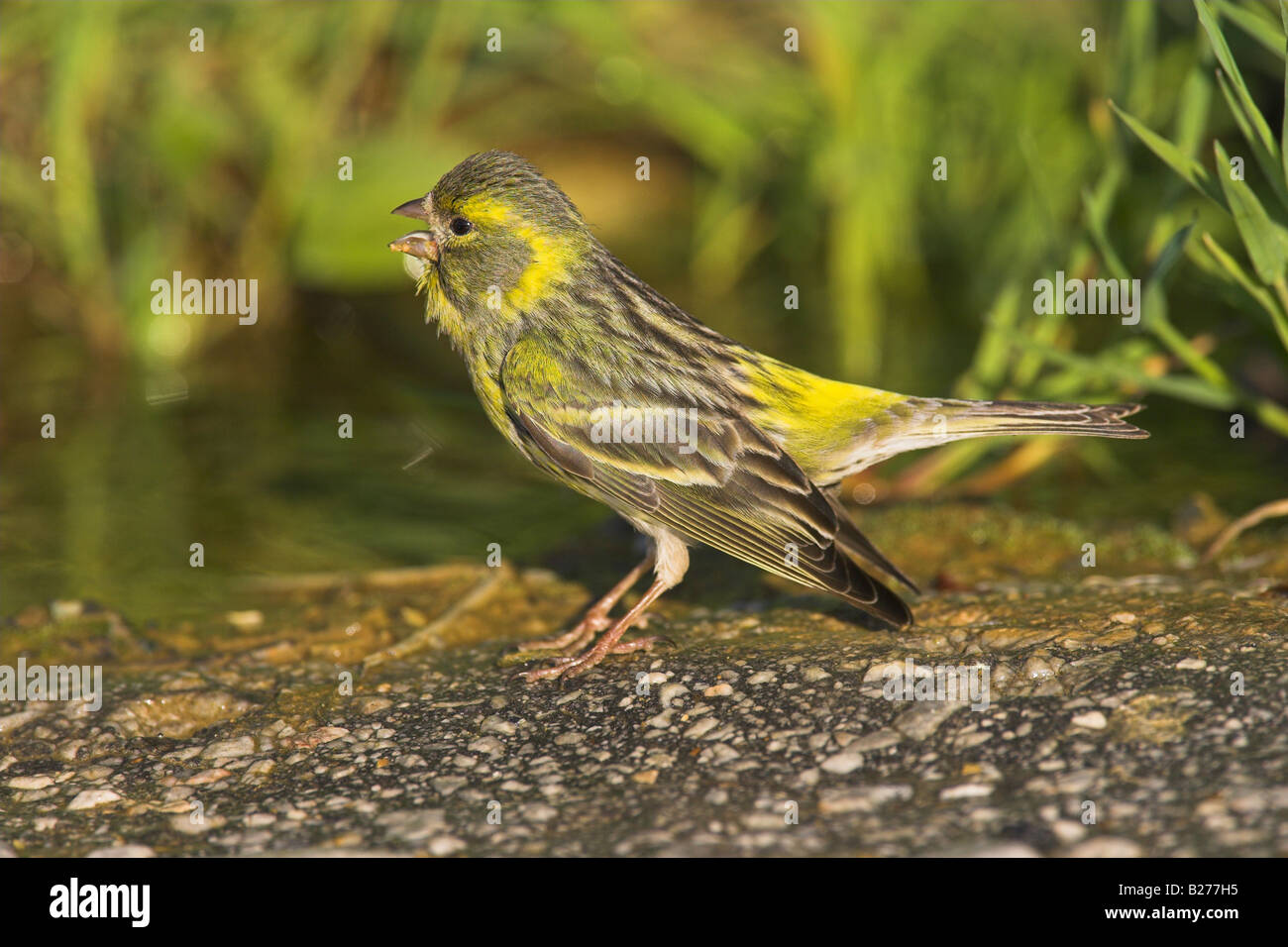 Serin Serinus serinus male displaying agressively alongside freshwater ...