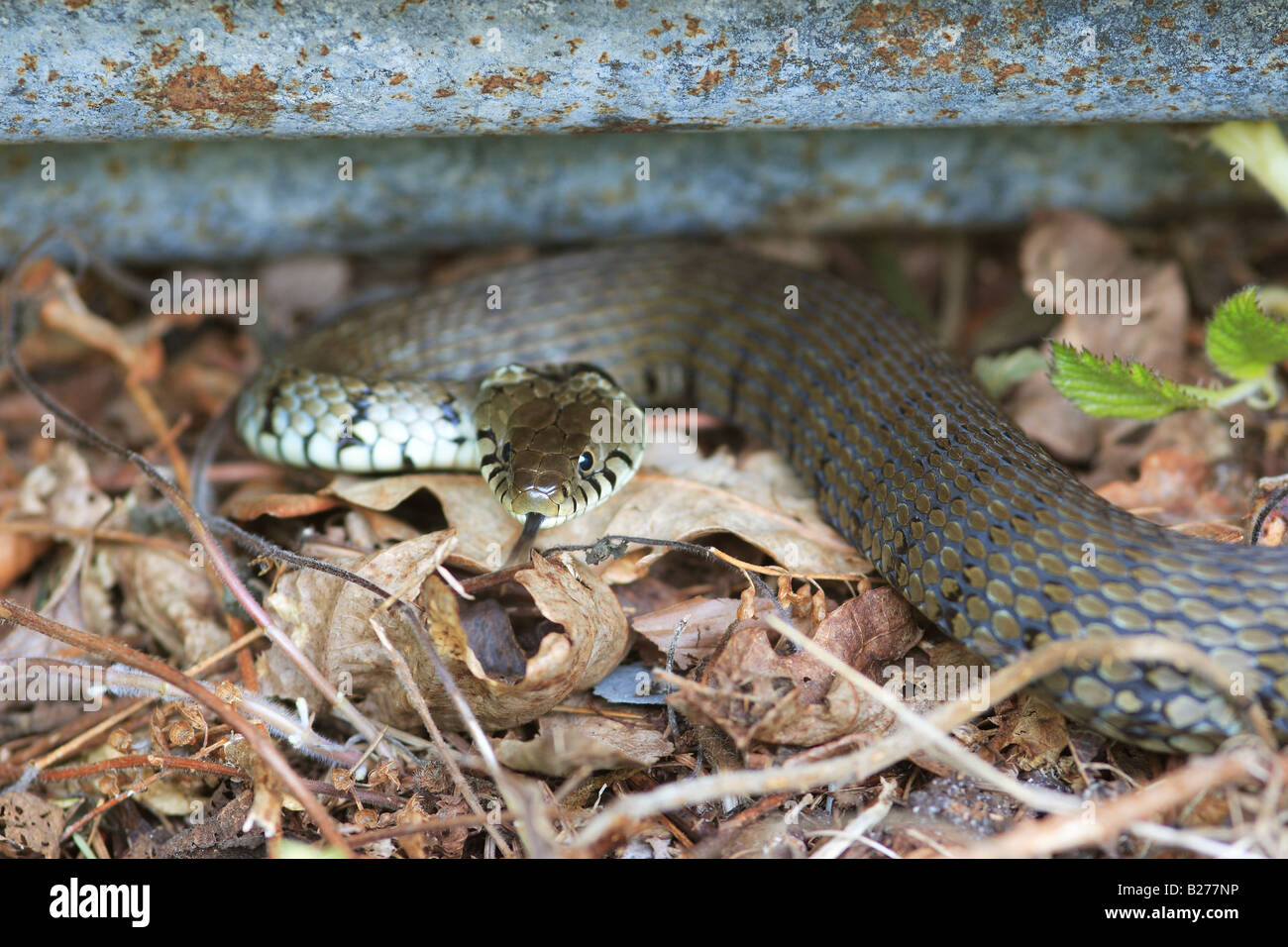 Adult Grass Snake flicking tongue (Natrx natrix Stock Photo - Alamy
