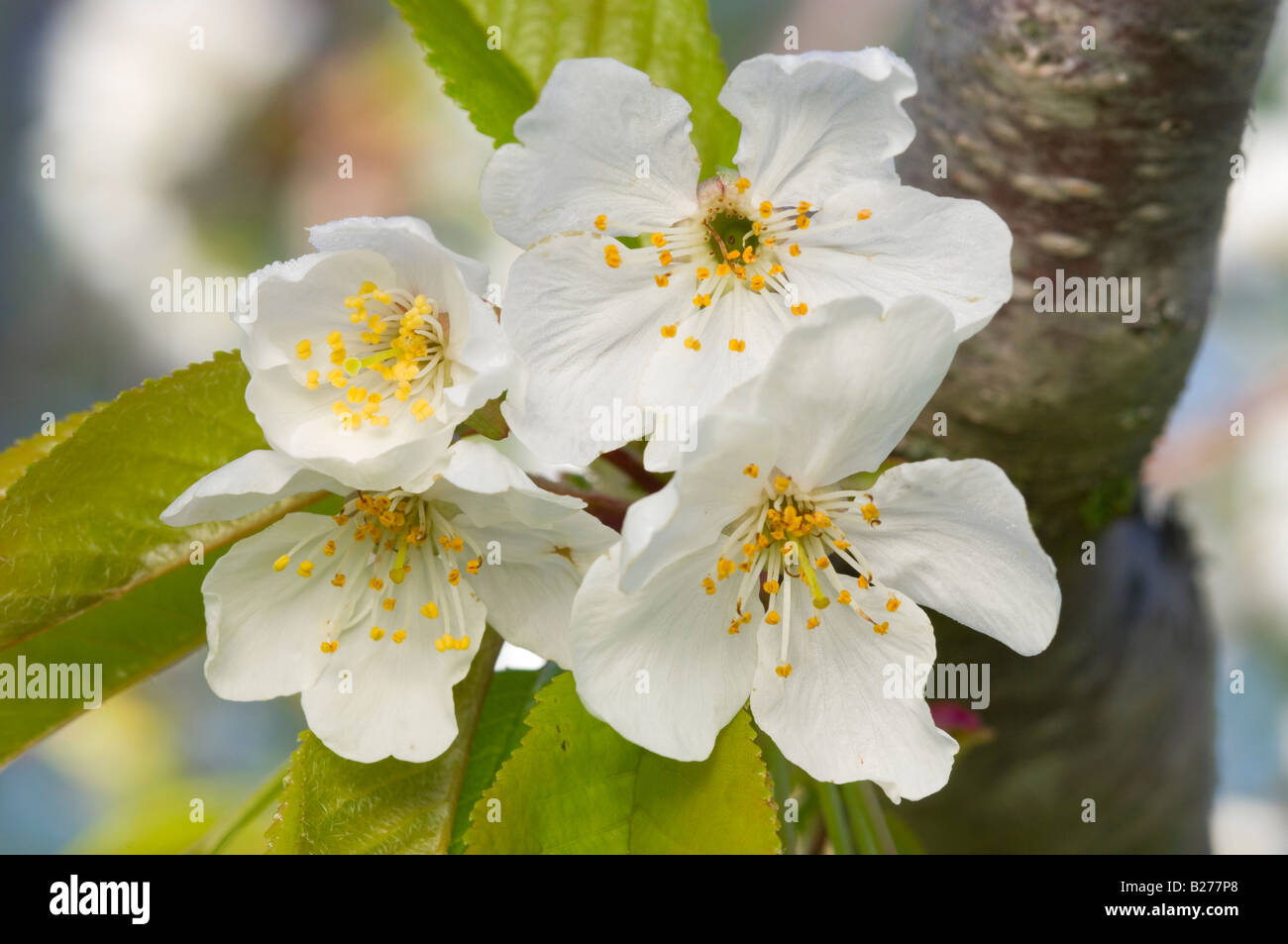 Australian cherry tree hi-res stock photography and images - Alamy