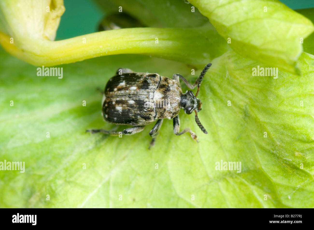 Pea weevil adult Stock Photo - Alamy