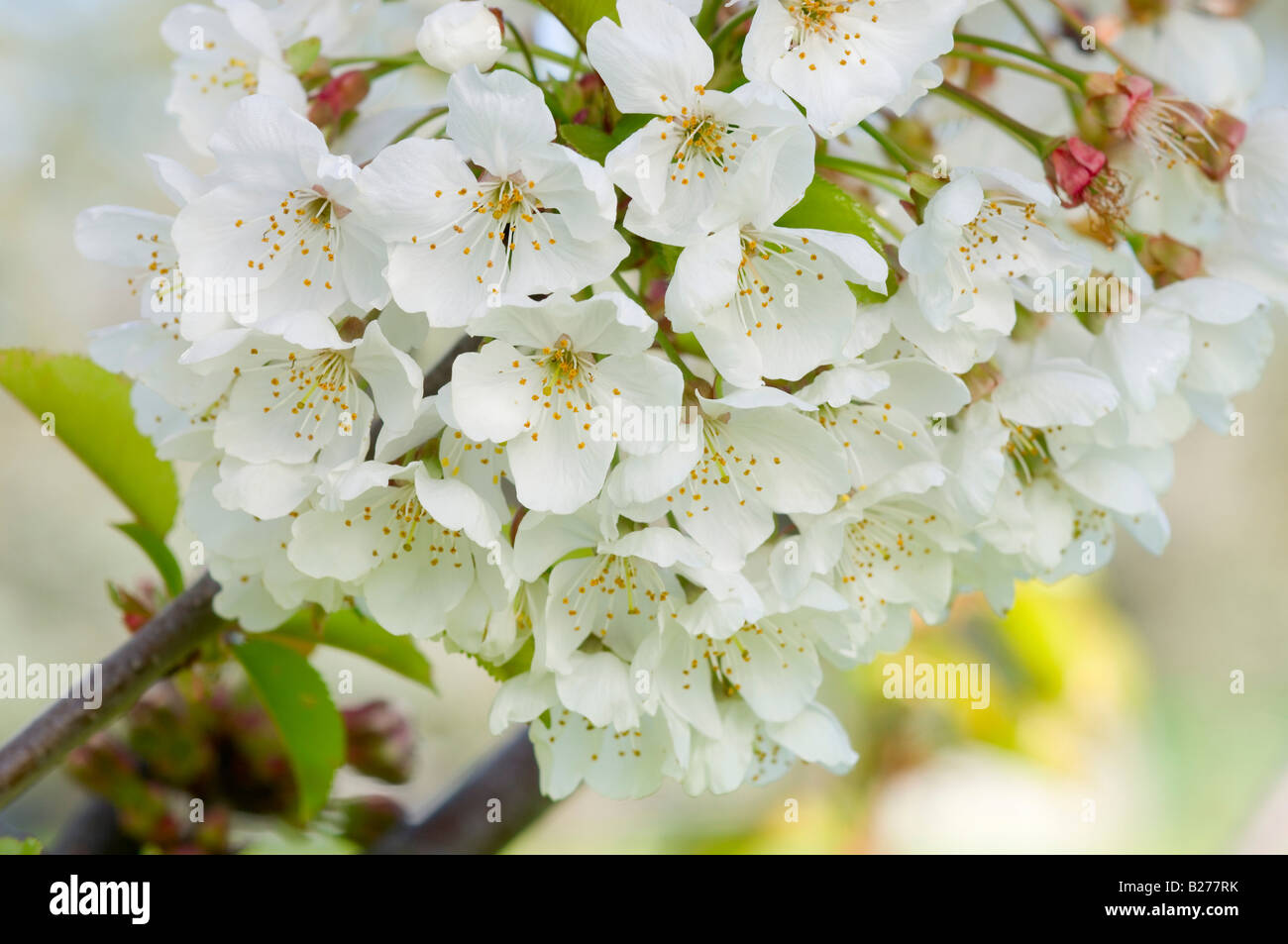 Australian cherry tree hi-res stock photography and images - Alamy
