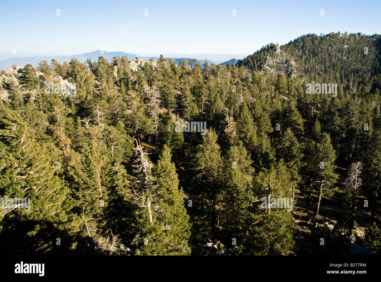 Alpine trees hi-res stock photography and images - Alamy